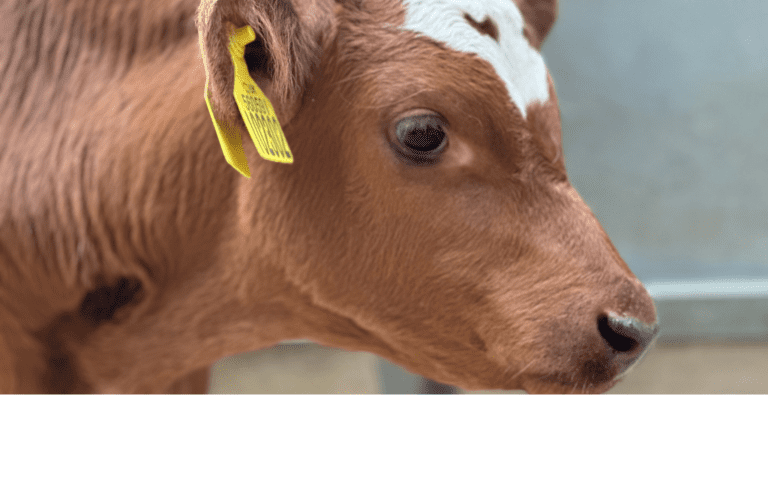Sales for May 2026 › Cattle › Calves › – Lawrie & Symington