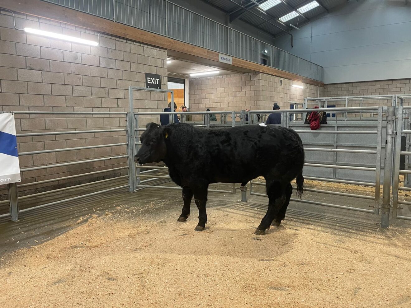 Christmas Show & Sale of Prime Cattle & Cast Cows – Monday 25th ...