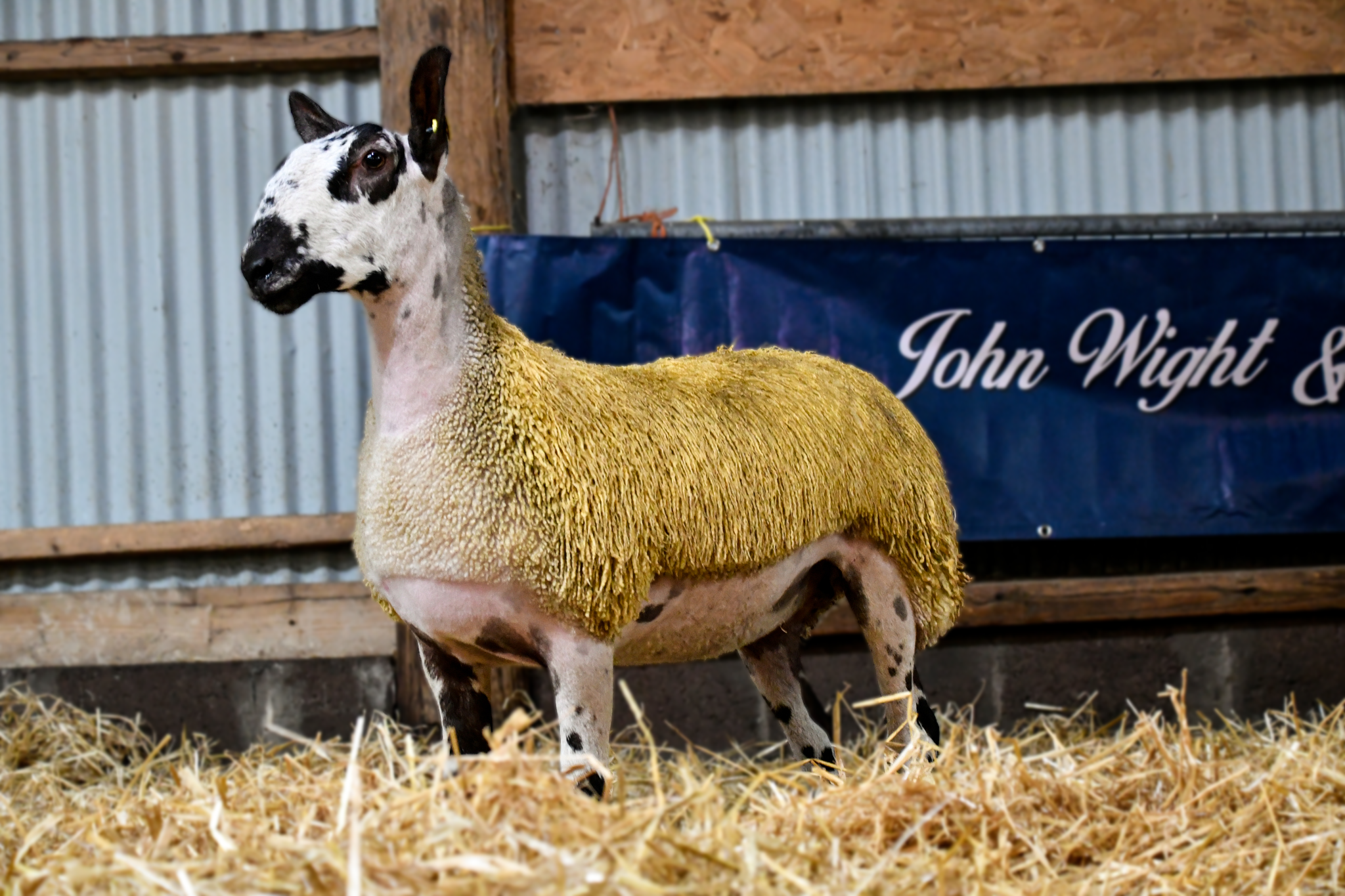 Lanark Limelights – 21st/22nd January 2025 – Lawrie and Symington